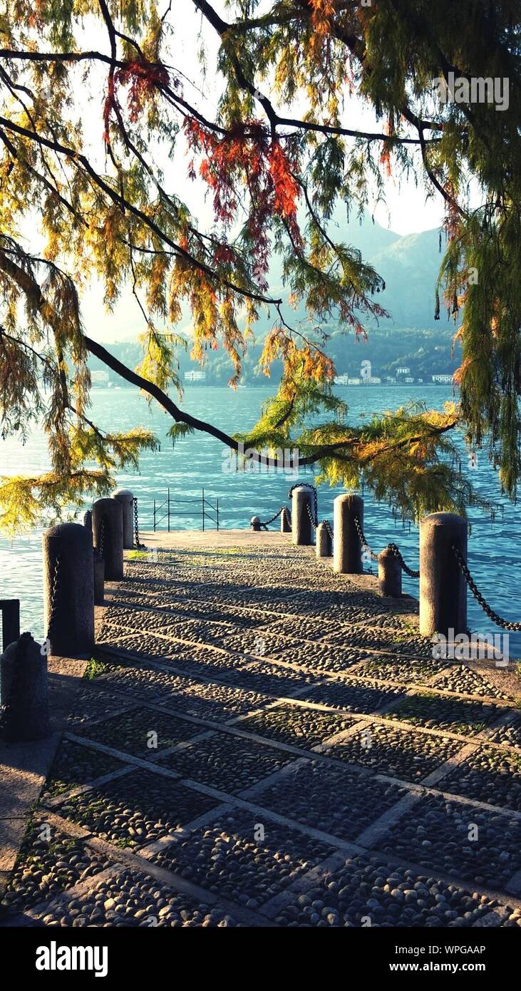 Como branch hi-res stock photography and images - Alamy
