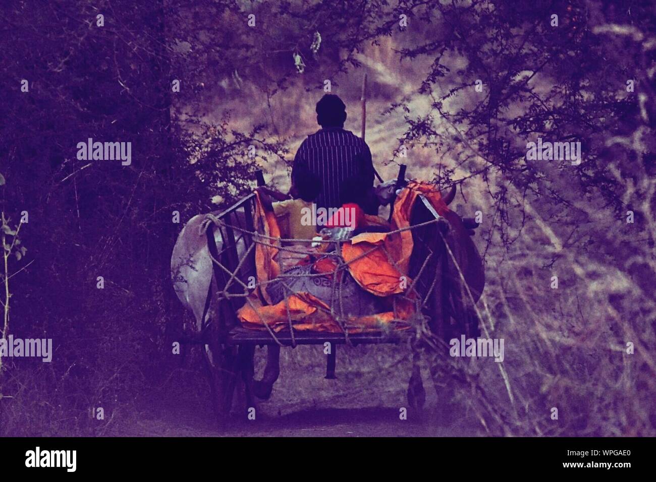 Men riding an ox cart hi-res stock photography and images - Alamy