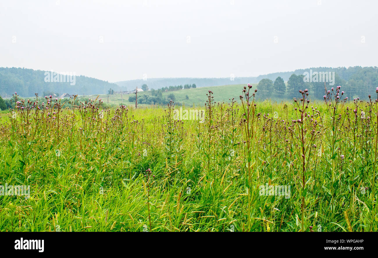 landscape field and hills in russian siberia on summer day Stock Photo ...