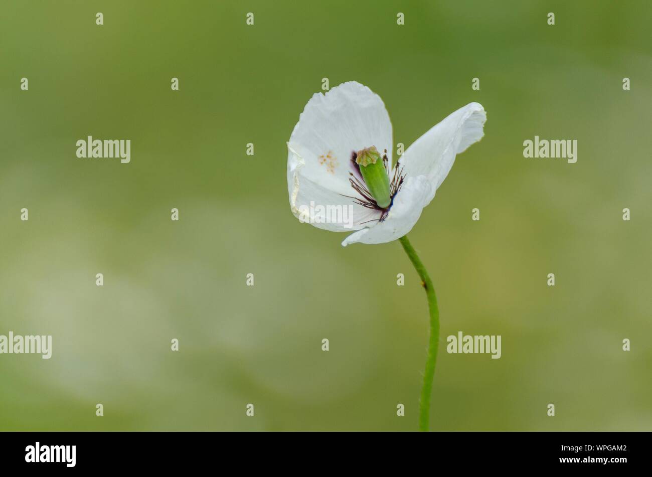 White poppy hi-res stock photography and images - Alamy