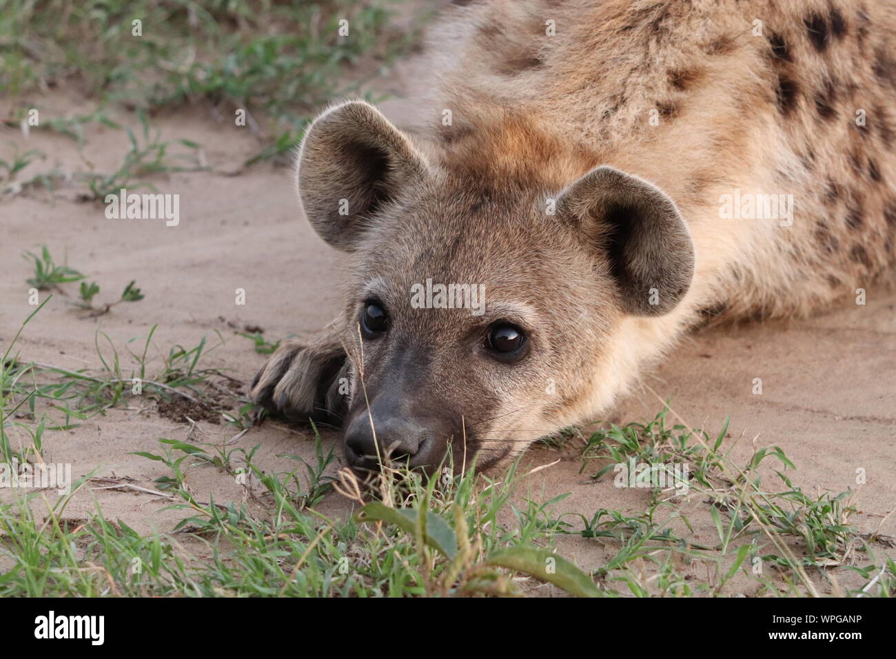 Spotted hyena (crocuta crocuta) face closeup, Masai Mara National Park ...