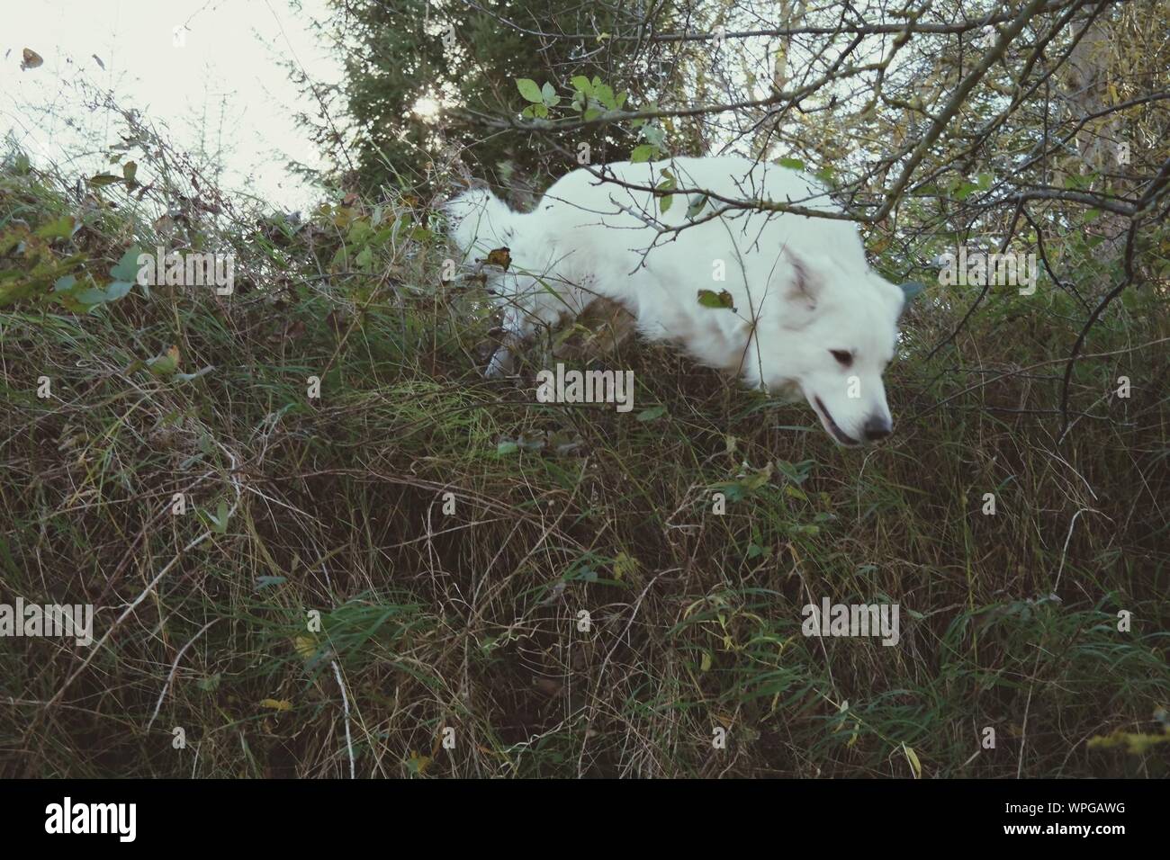 Searching dog hi-res stock photography and images - Alamy