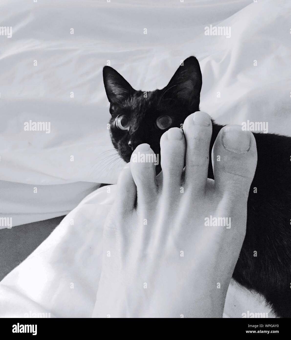 Foot pets hi-res stock photography and images - Alamy