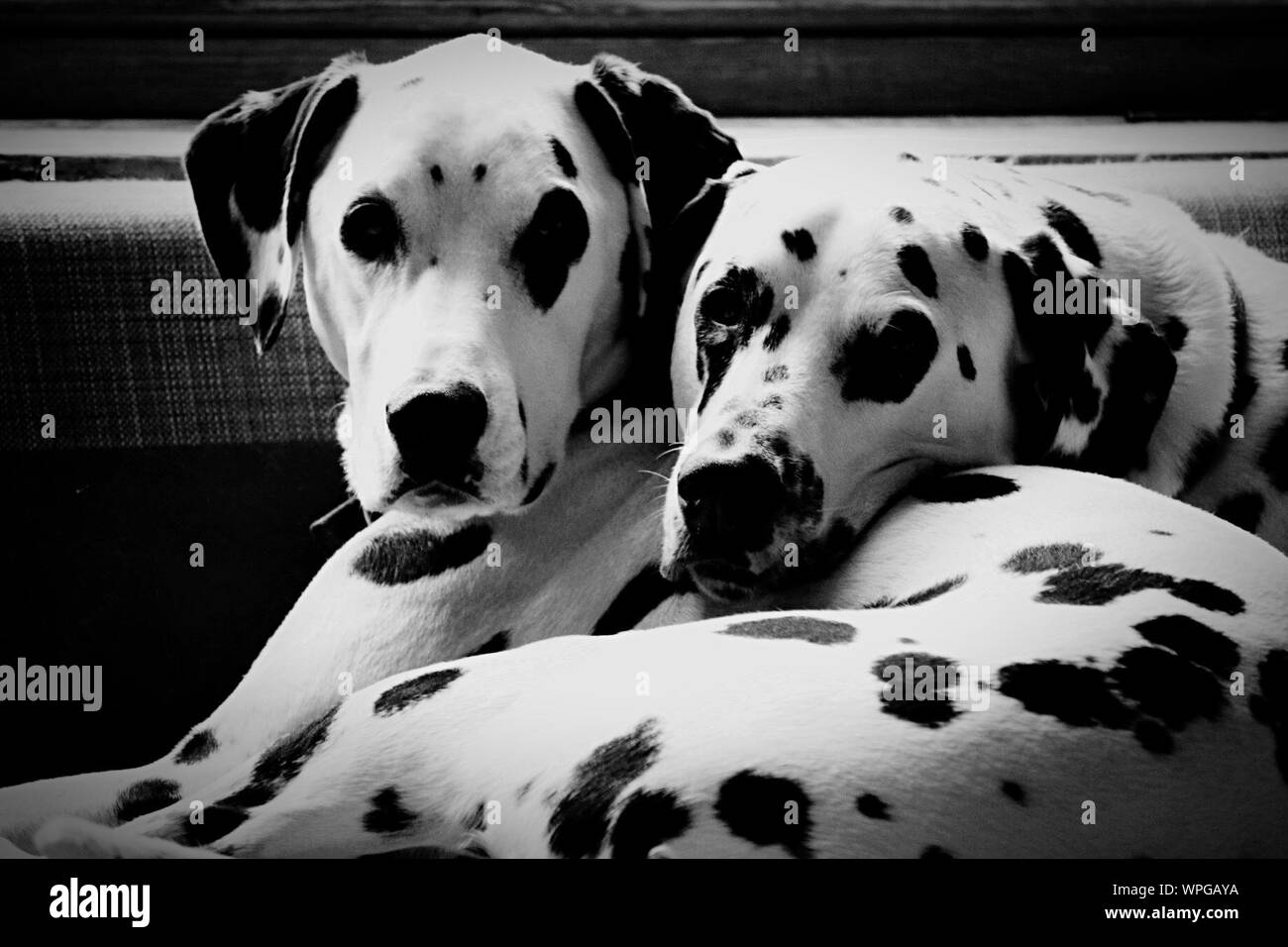 Two Dalmatians High Resolution Stock Photography and Images - Alamy