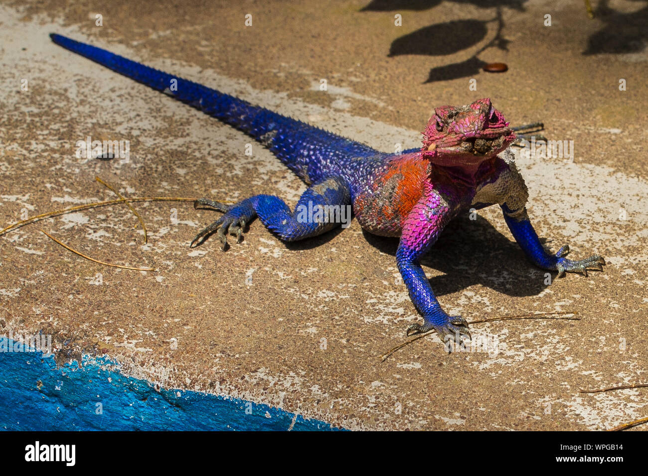 African Lizard High Resolution Stock Photography and Images - Alamy