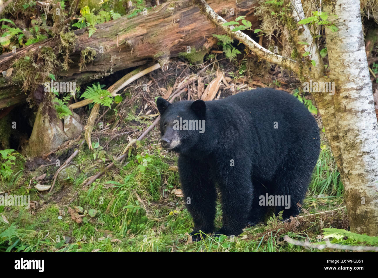 Bear canada coast forest hi-res stock photography and images - Alamy