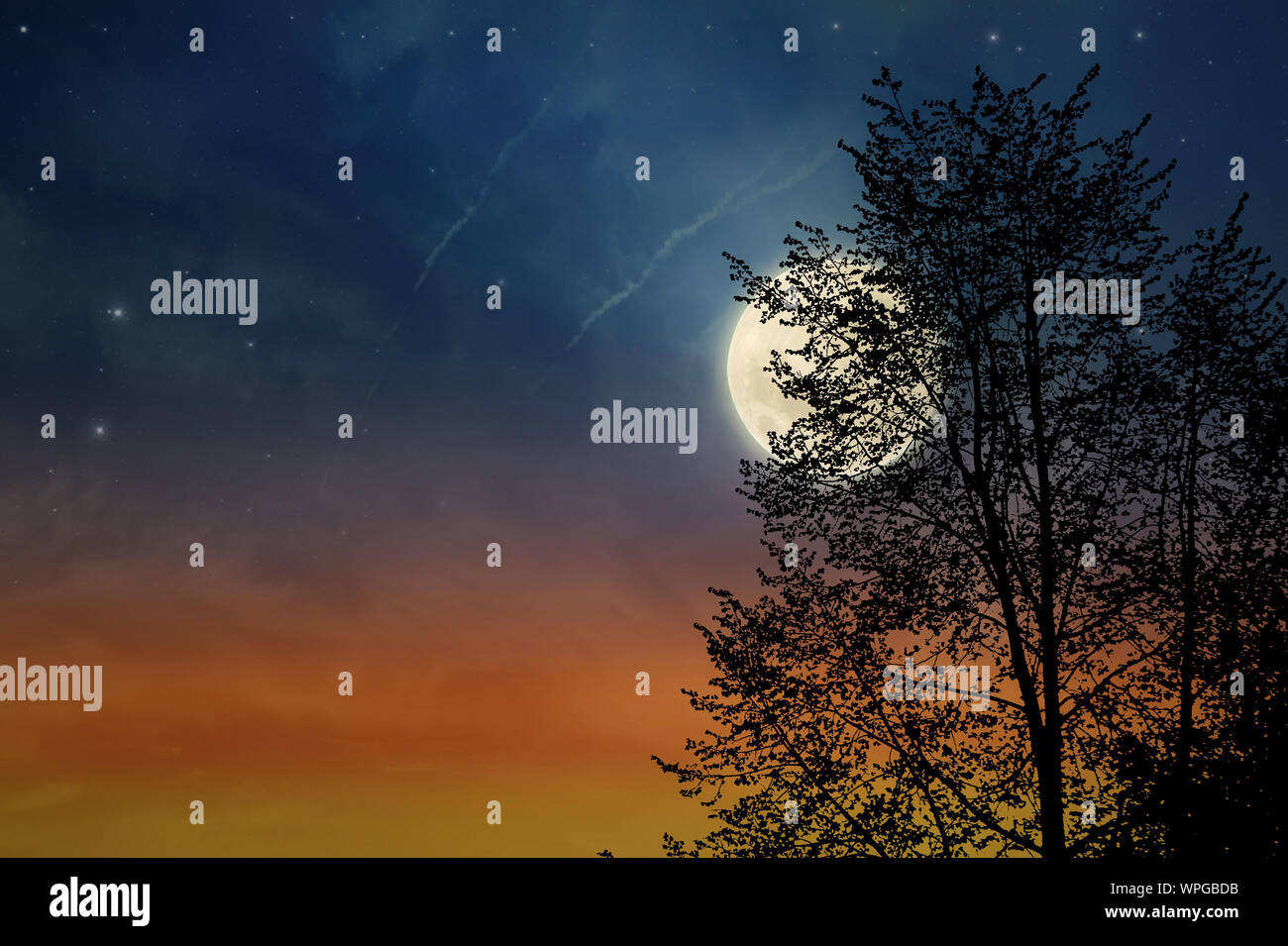 Sunset tree and moon, silhouette of tree Stock Photo - Alamy