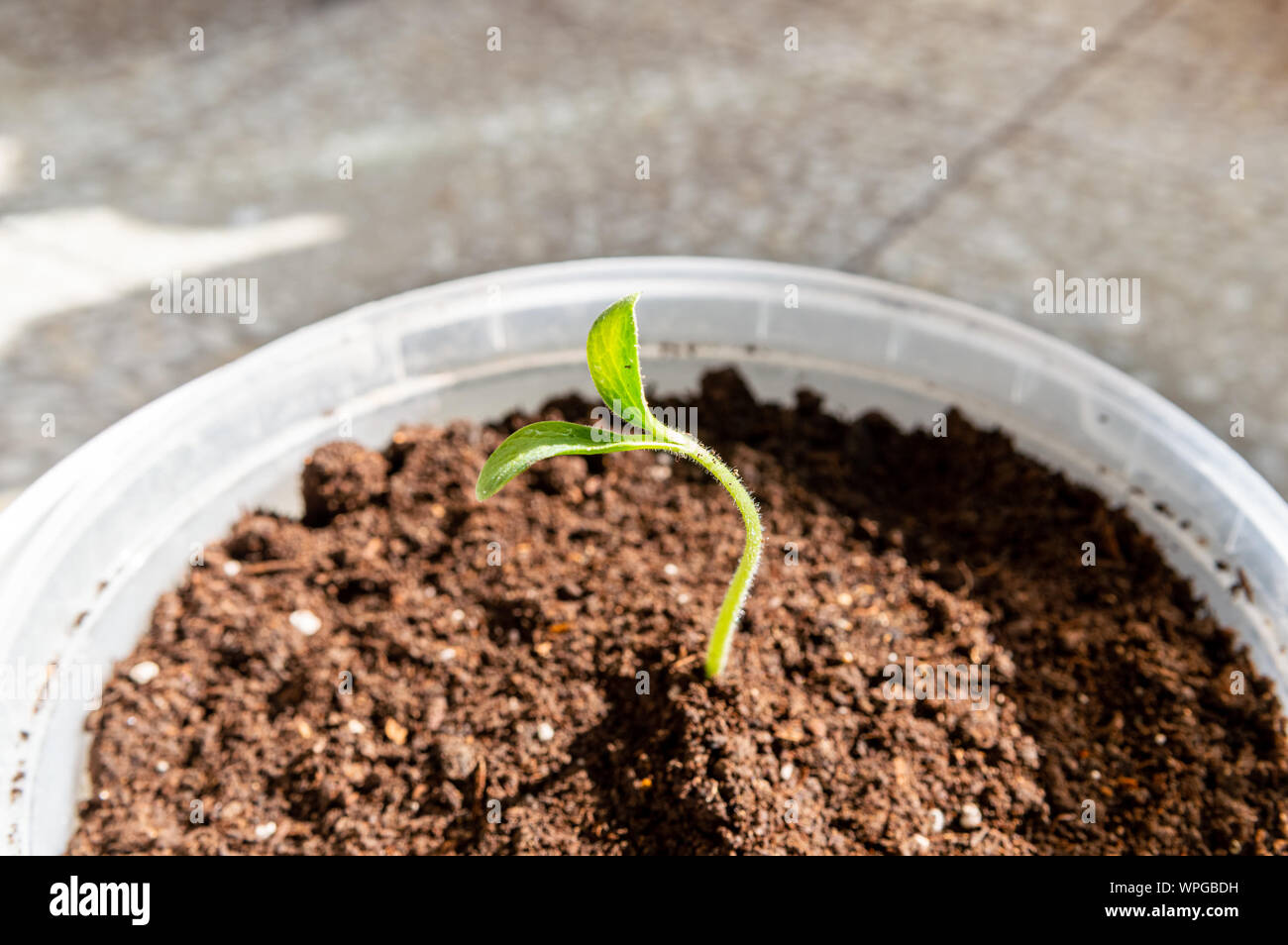 Close up of an organic little green pumpkin sprout, seedling growing in ...