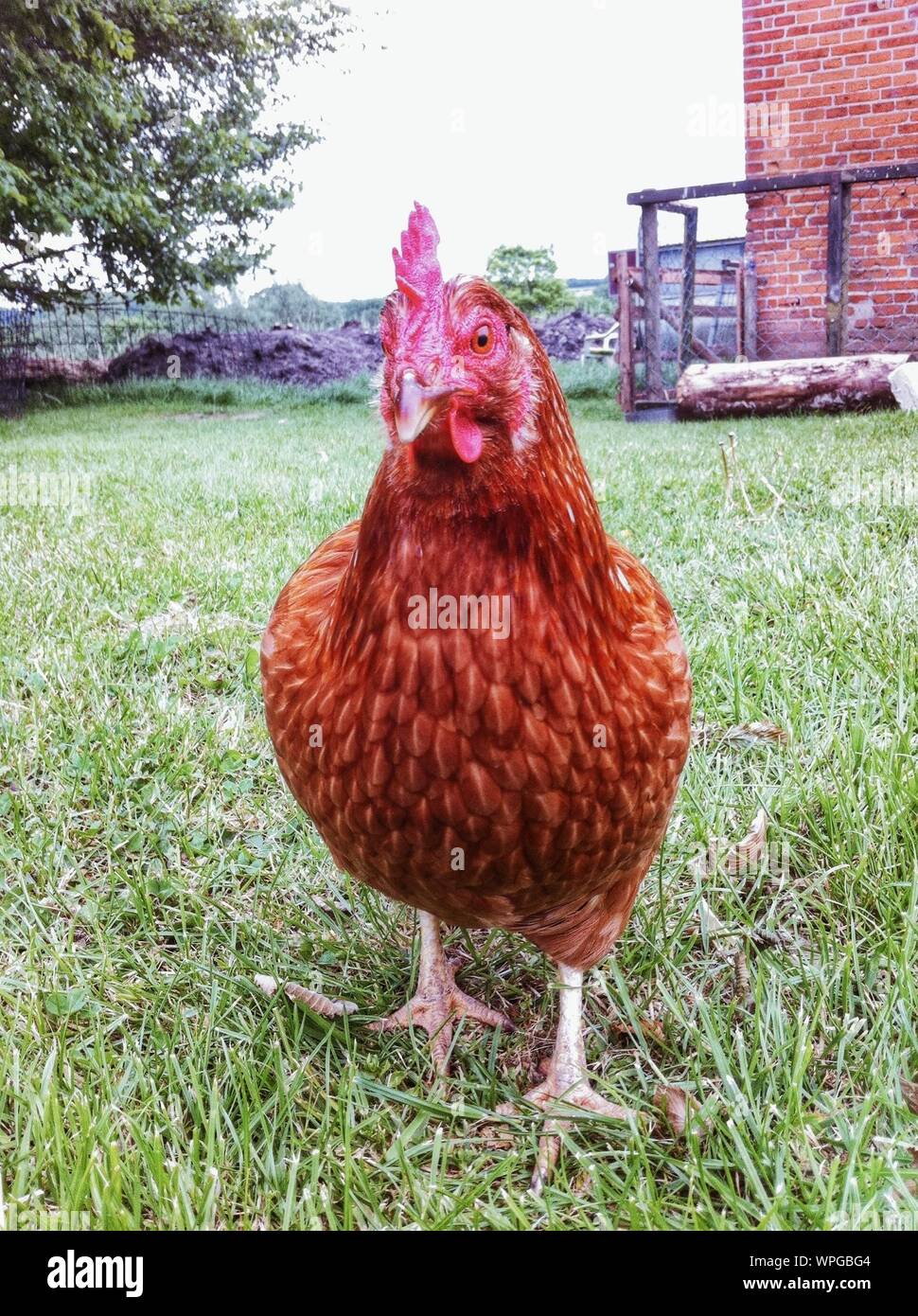Rooster front view hi-res stock photography and images - Alamy
