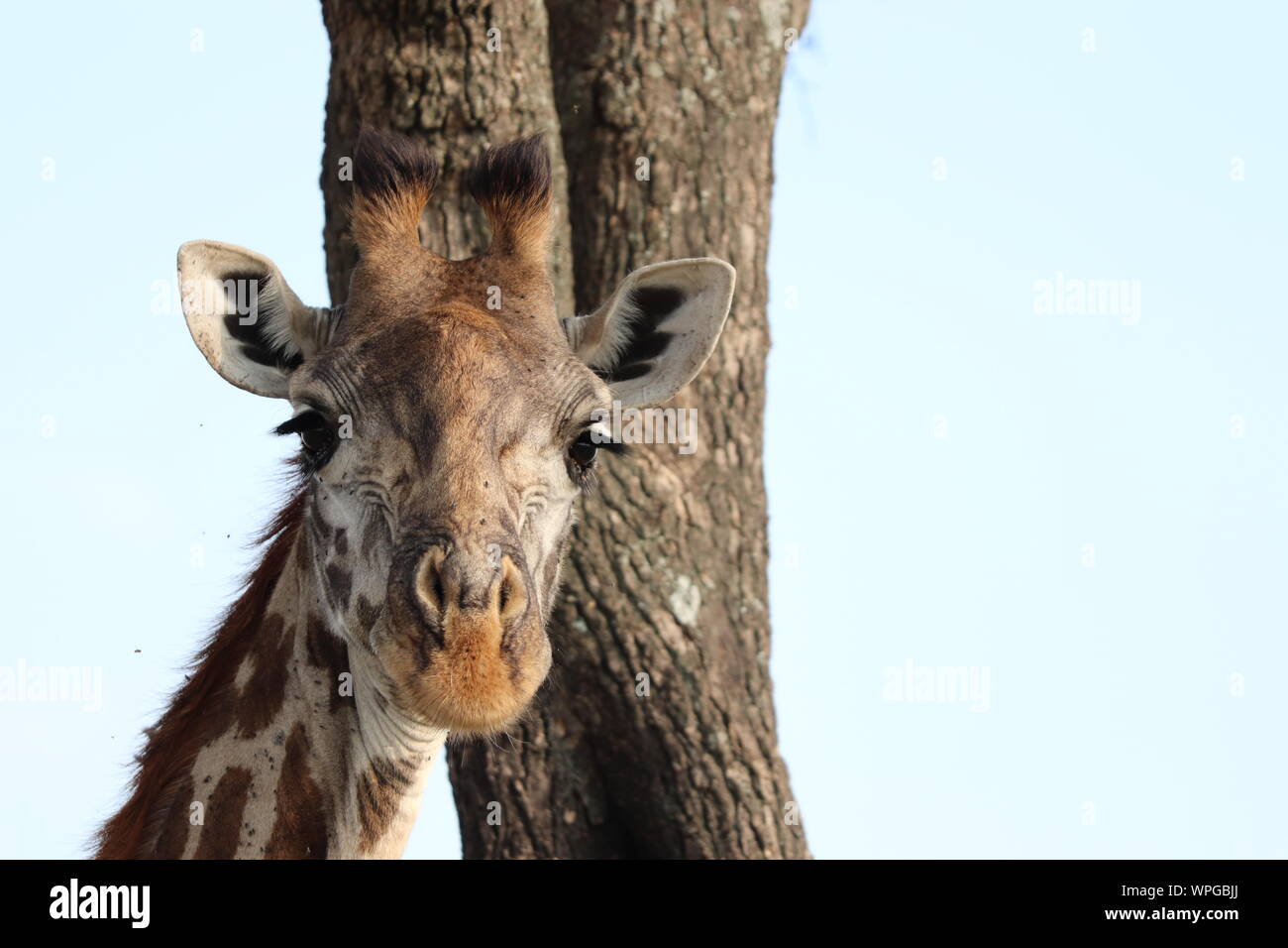 Giraffe closeup hi-res stock photography and images - Alamy