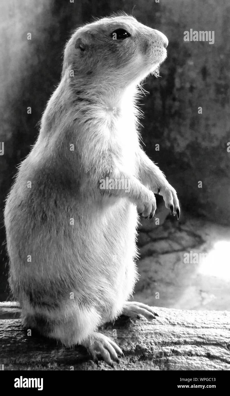 Standing Rat High Resolution Stock Photography and Images - Alamy