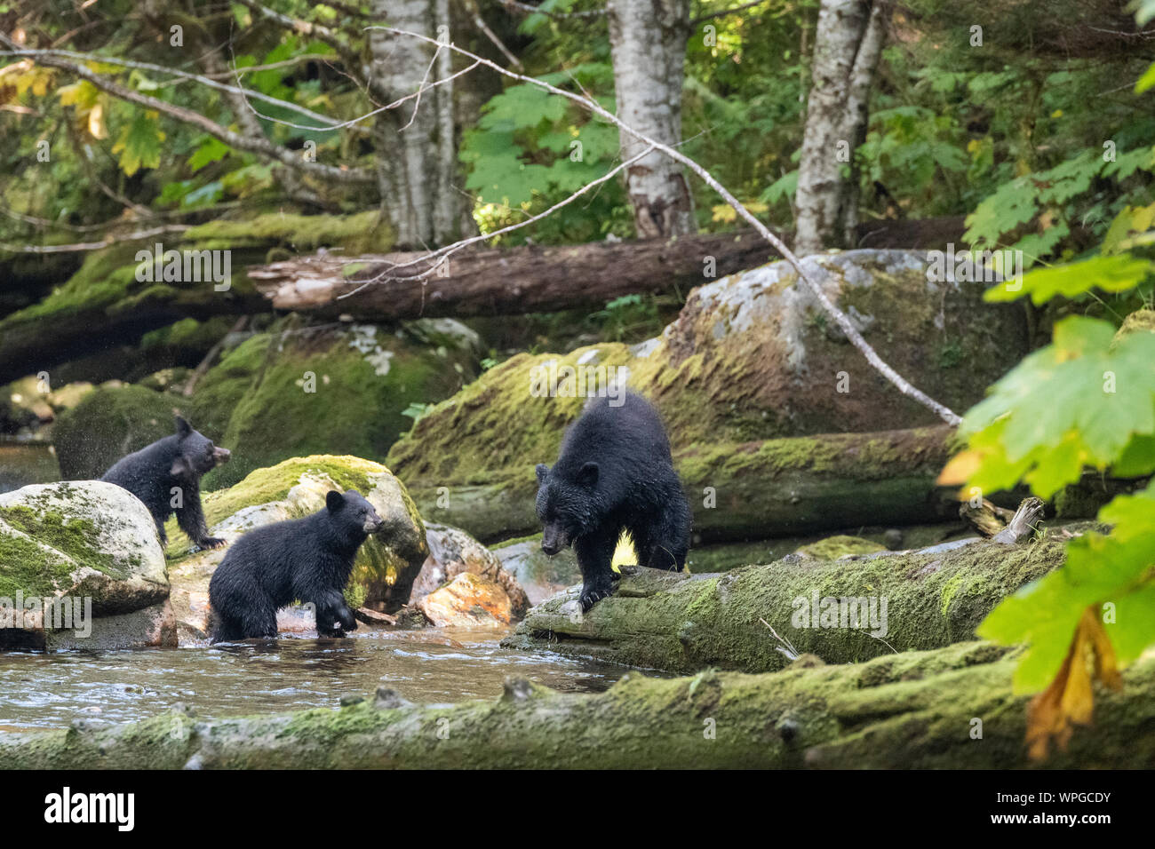 Northwest territory native american hi-res stock photography and images ...