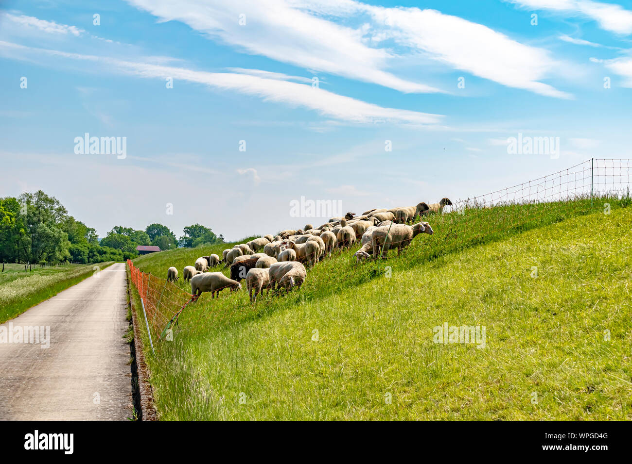 A flock of sheep grazing on a dike on the river Elbe. The animals are ...