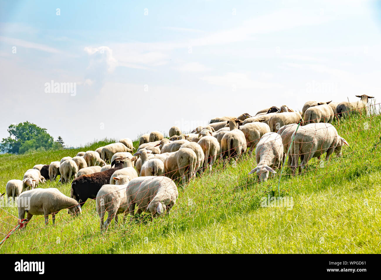 A flock of sheep grazing on a dike on the river Elbe. The animals are ...