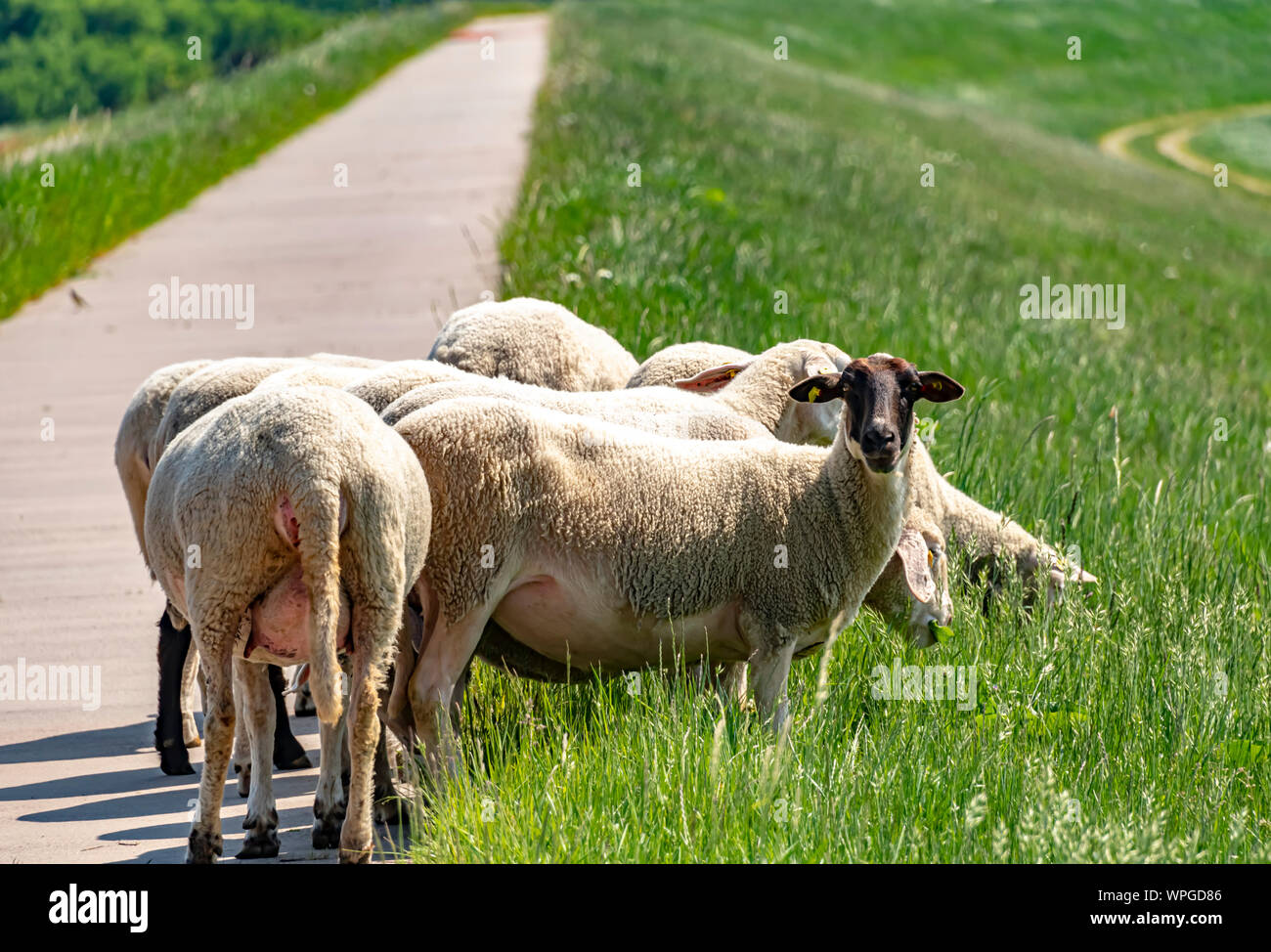 A flock of sheep grazing on a dike on the river Elbe. The animals are ...