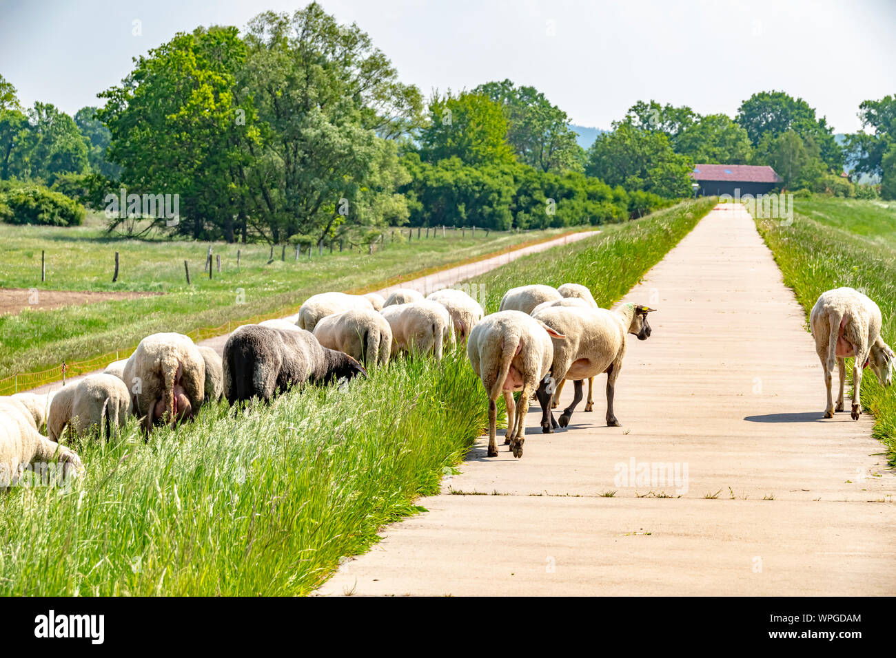 A flock of sheep grazing on a dike on the river Elbe. The animals are ...