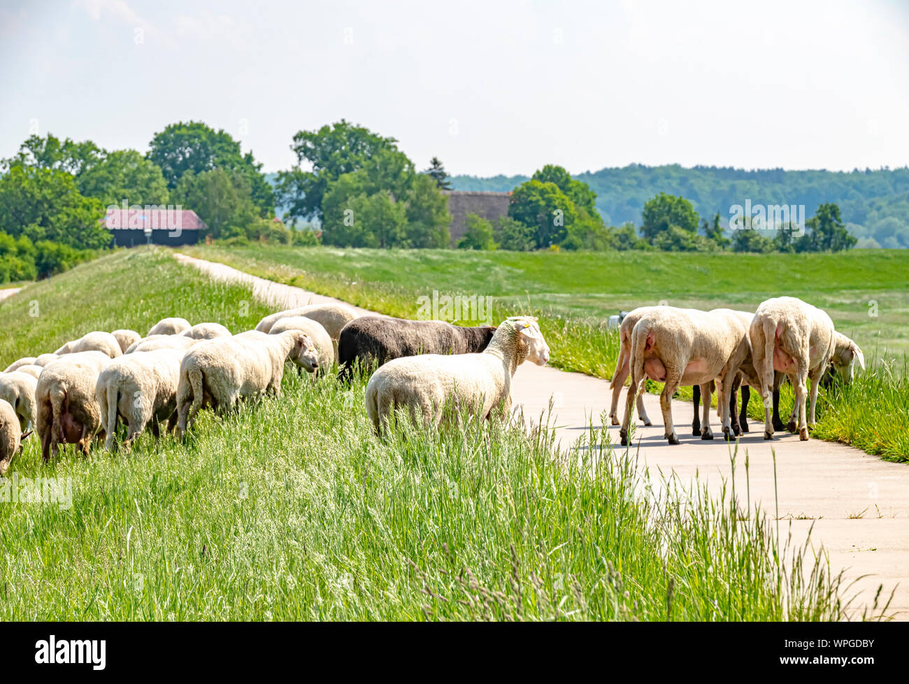 A flock of sheep grazing on a dike on the river Elbe. The animals are ...