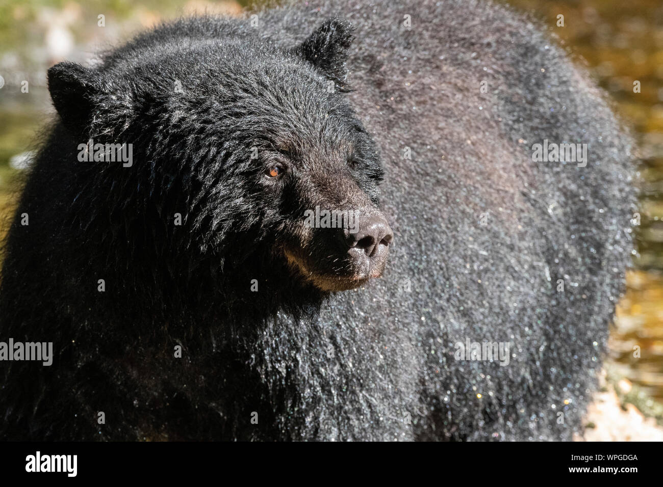 Canada, British Columbia, Great Bear Rainforest, Gribbell Island ...