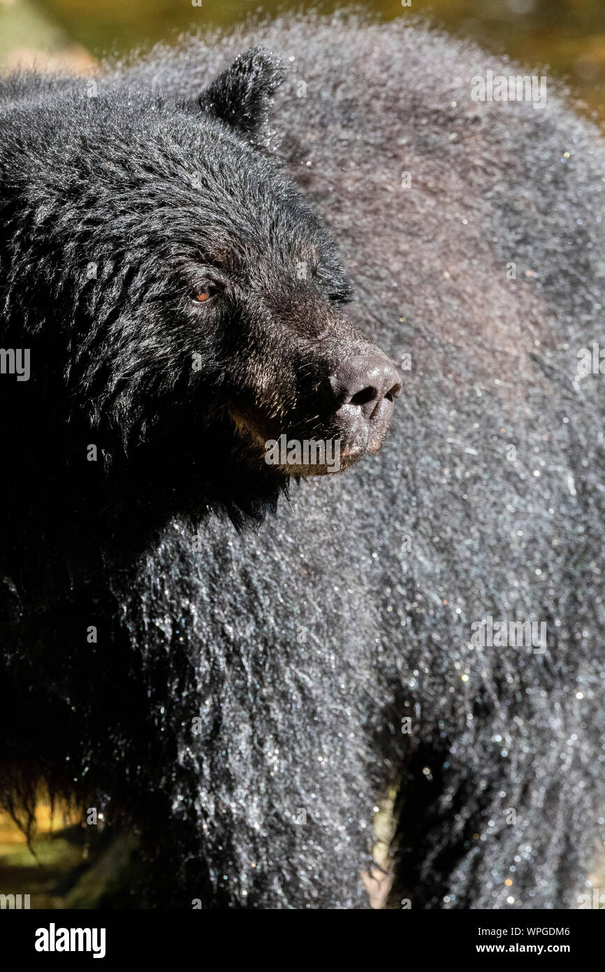 Northwest territory native american hi-res stock photography and images ... Northwest territory native american hi-res stock photography and images ...