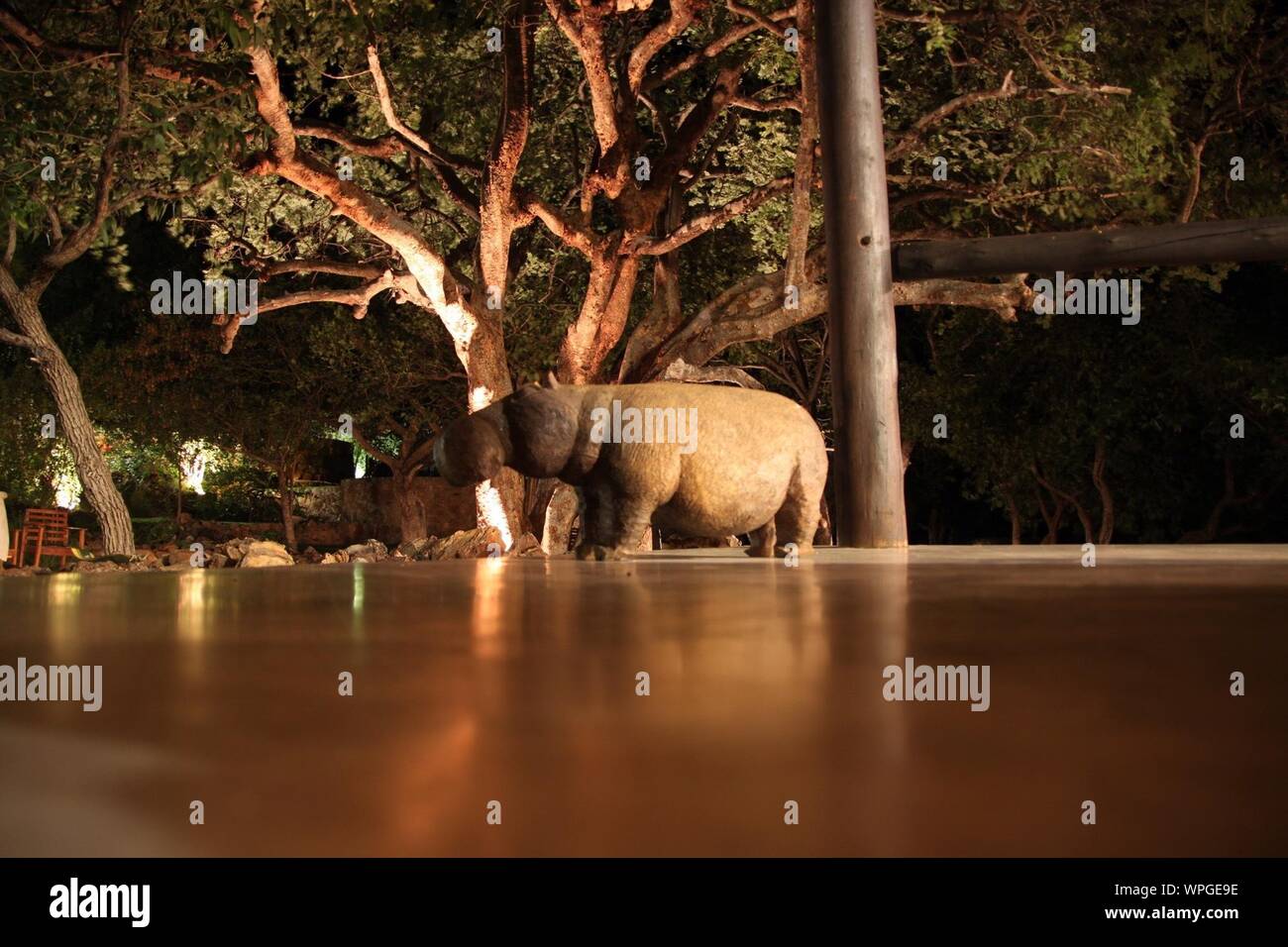 Side view animal hi-res stock photography and images - Alamy