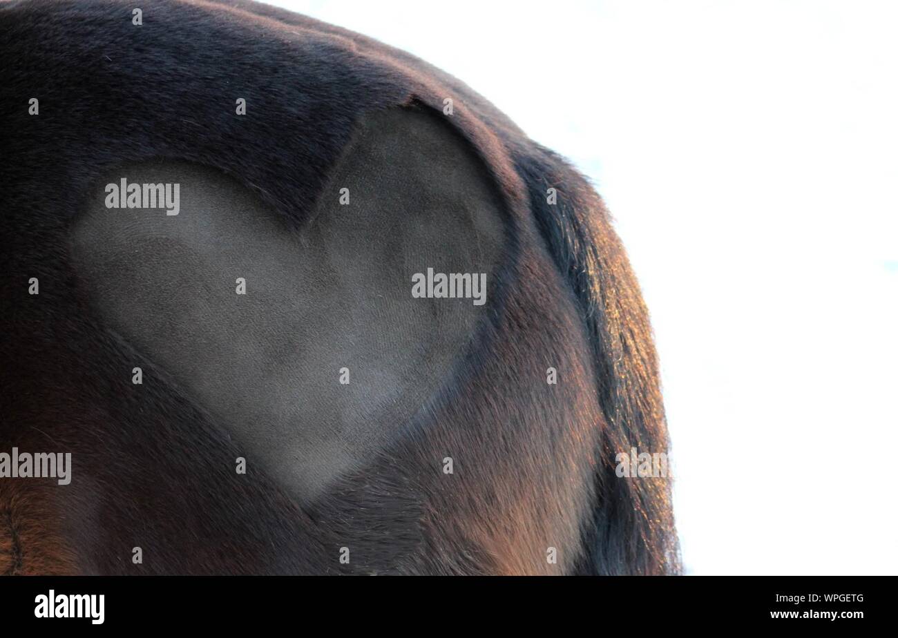 Shape Of Horse High Resolution Stock Photography and Images - Alamy