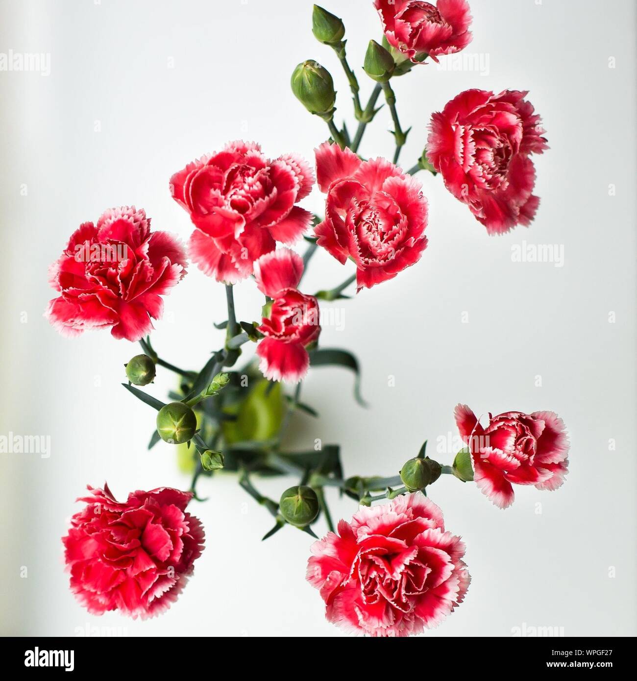 Red with white carnations hi-res stock photography and images - Alamy