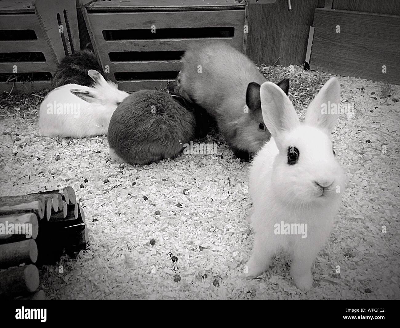 Trapped rabbit hi-res stock photography and images - Alamy