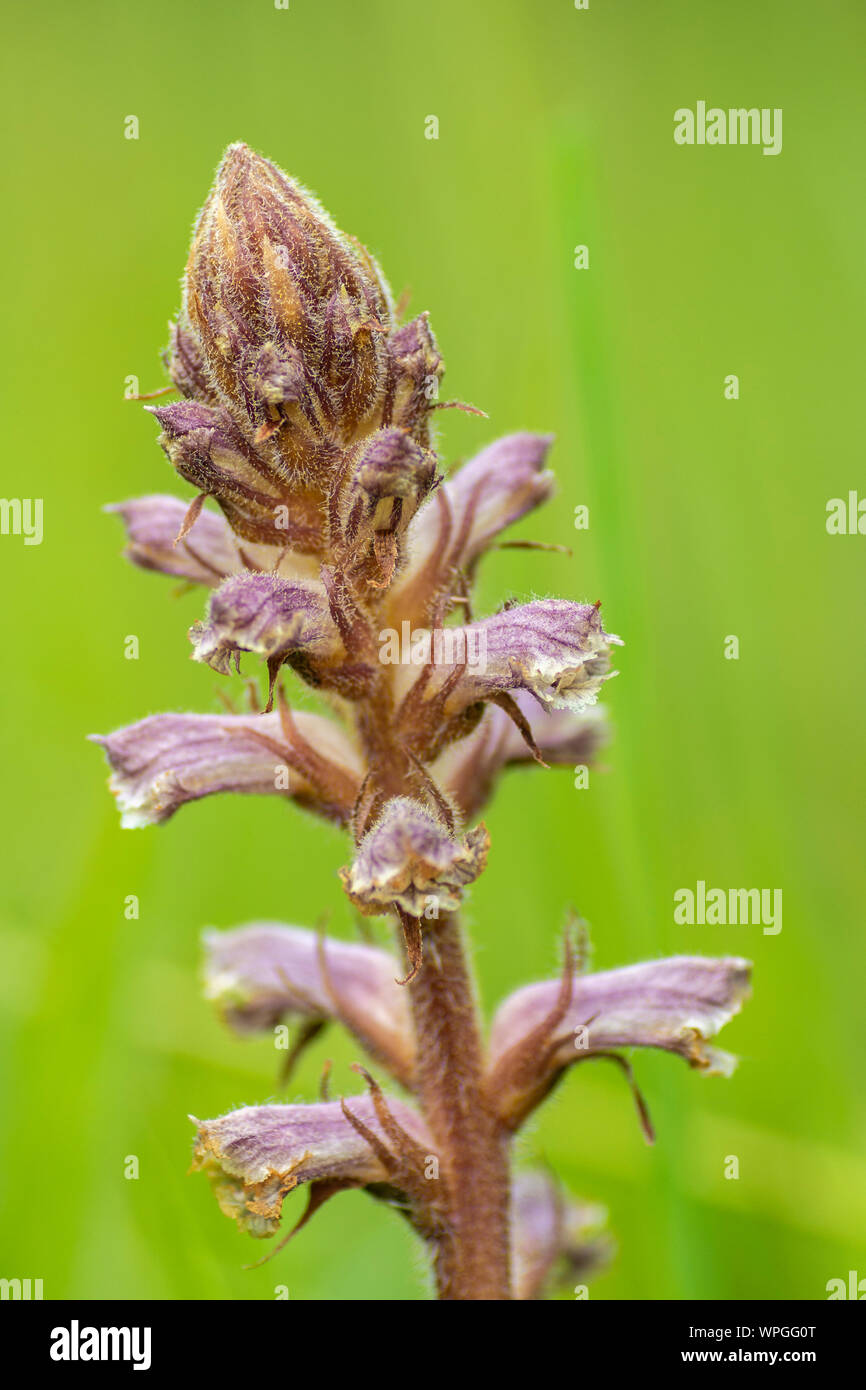 Common Broomrape (Orobanche minor) flower Stock Photo - Alamy