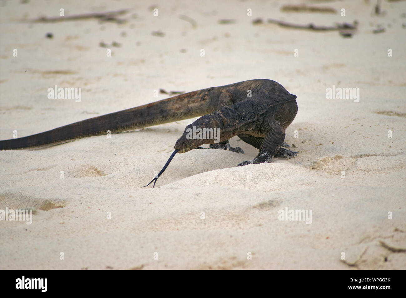 Huge 2 Meters Reptile Varan Lizard Protruding Tongue On A Beach Stock ...