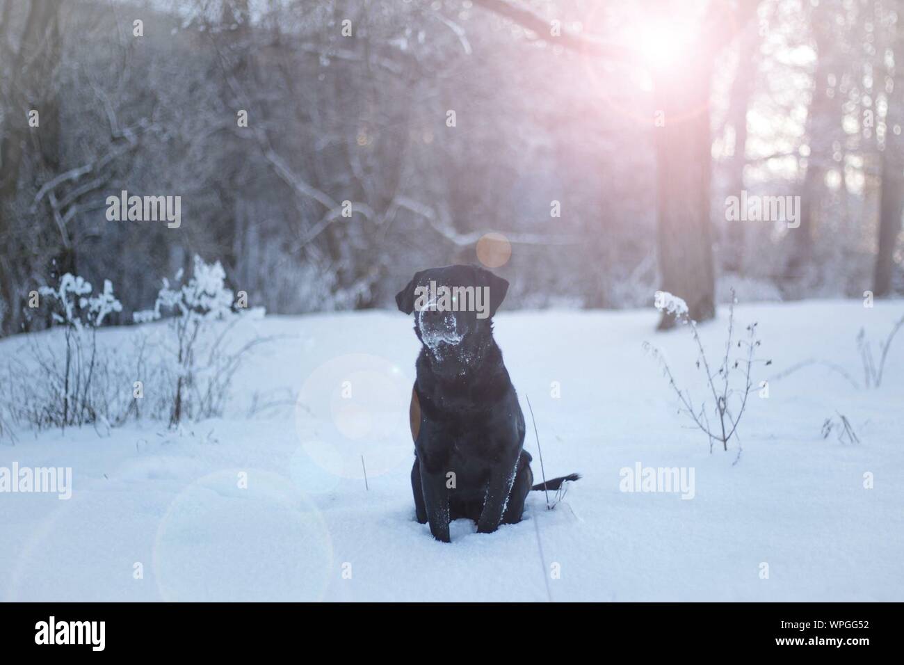 Black labrador snow hi-res stock photography and images - Alamy