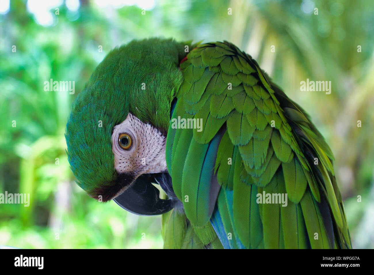 Macaw palm trees hi-res stock photography and images - Alamy