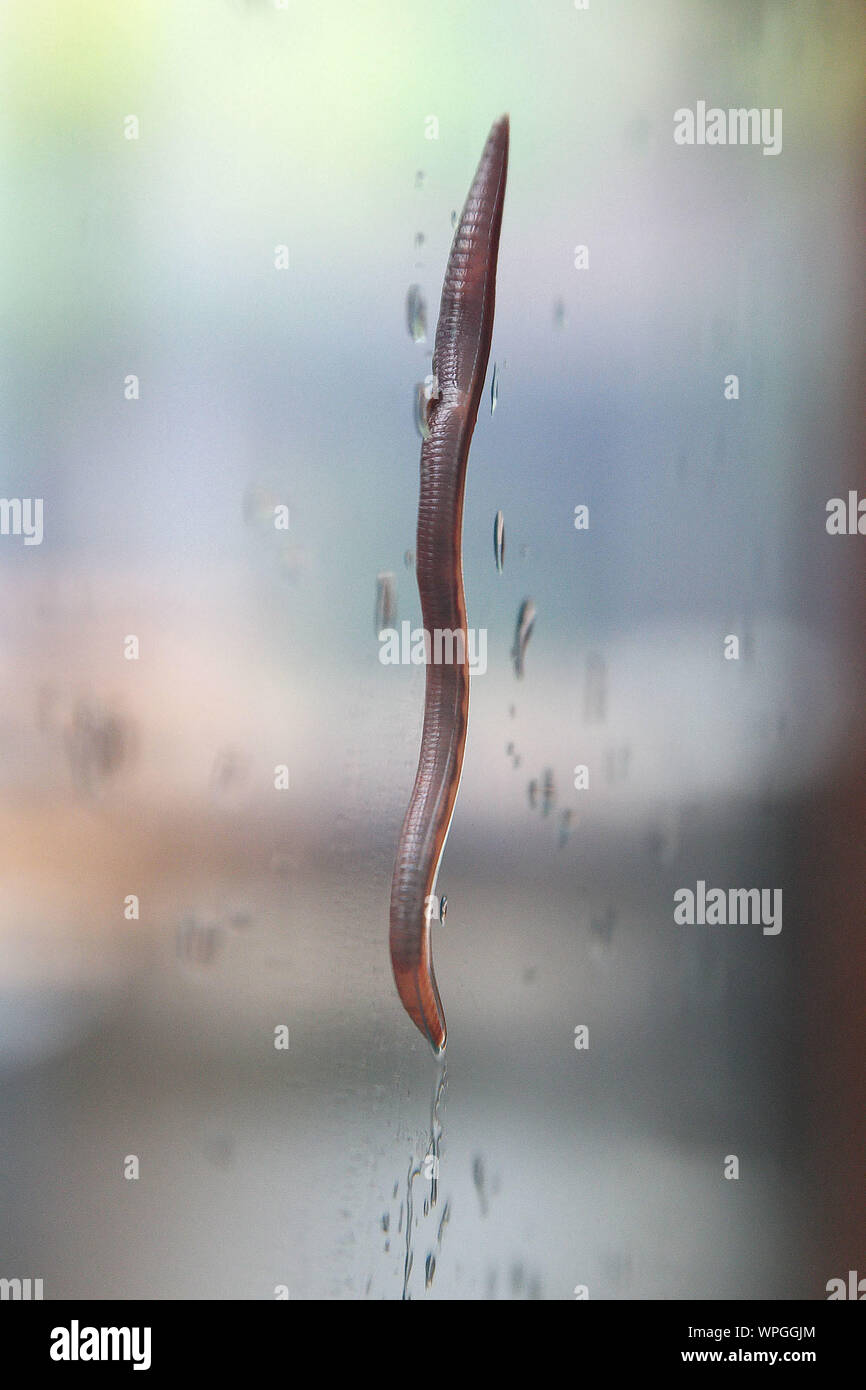 Glass worm hi-res stock photography and images - Alamy