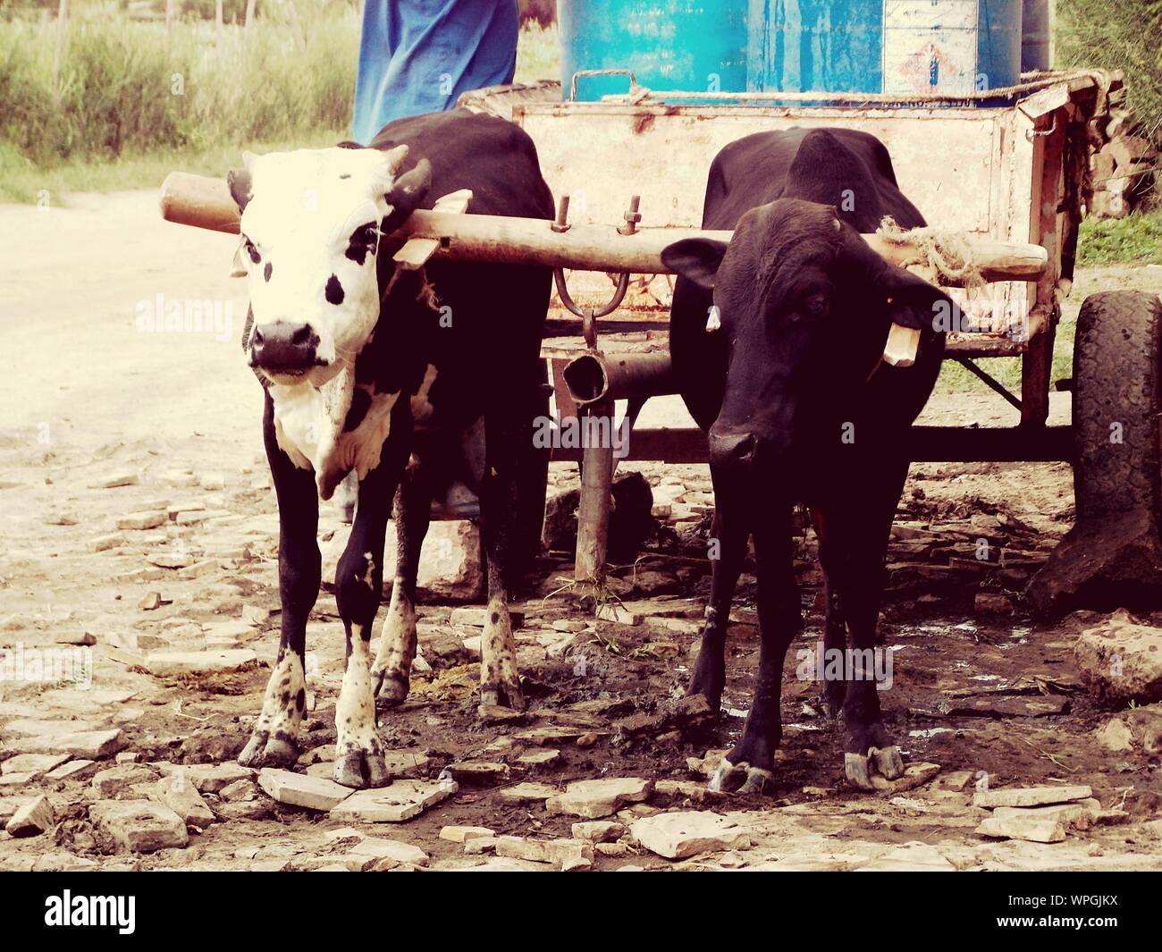 Cows pulling cart hi-res stock photography and images - Alamy