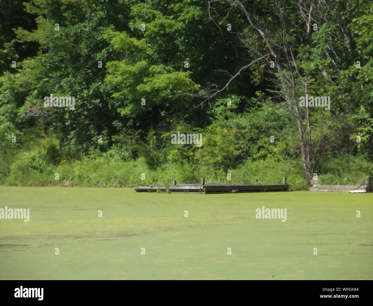 Moss covered lake hi-res stock photography and images - Alamy