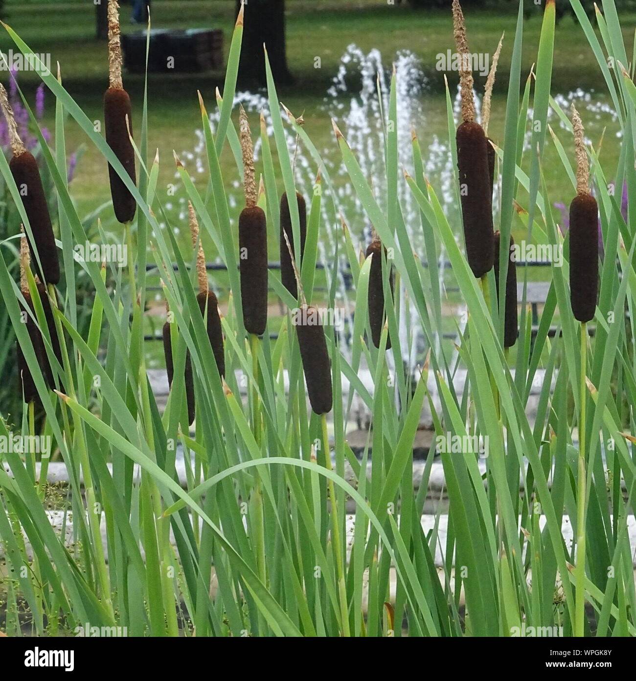 Cattail growing hi-res stock photography and images - Alamy