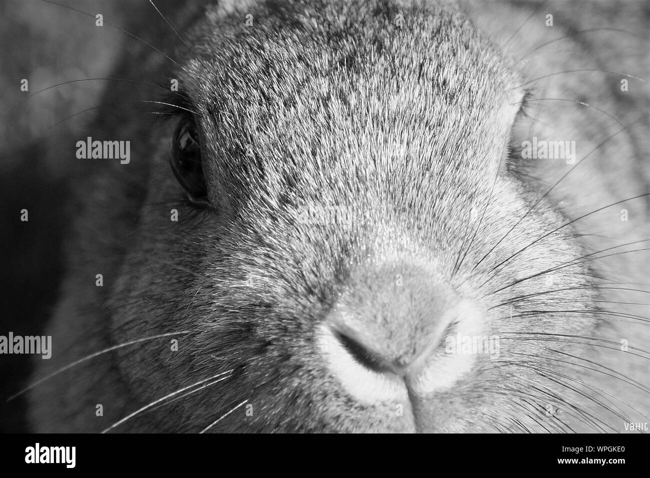 Rabbit face close up hi-res stock photography and images - Alamy