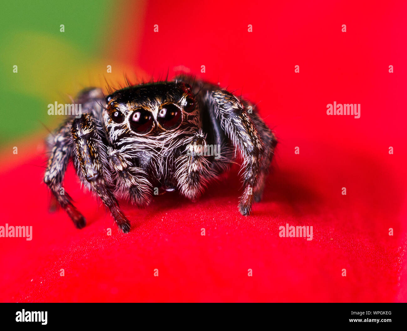 Red Eye Spider High Resolution Stock Photography and Images - Alamy