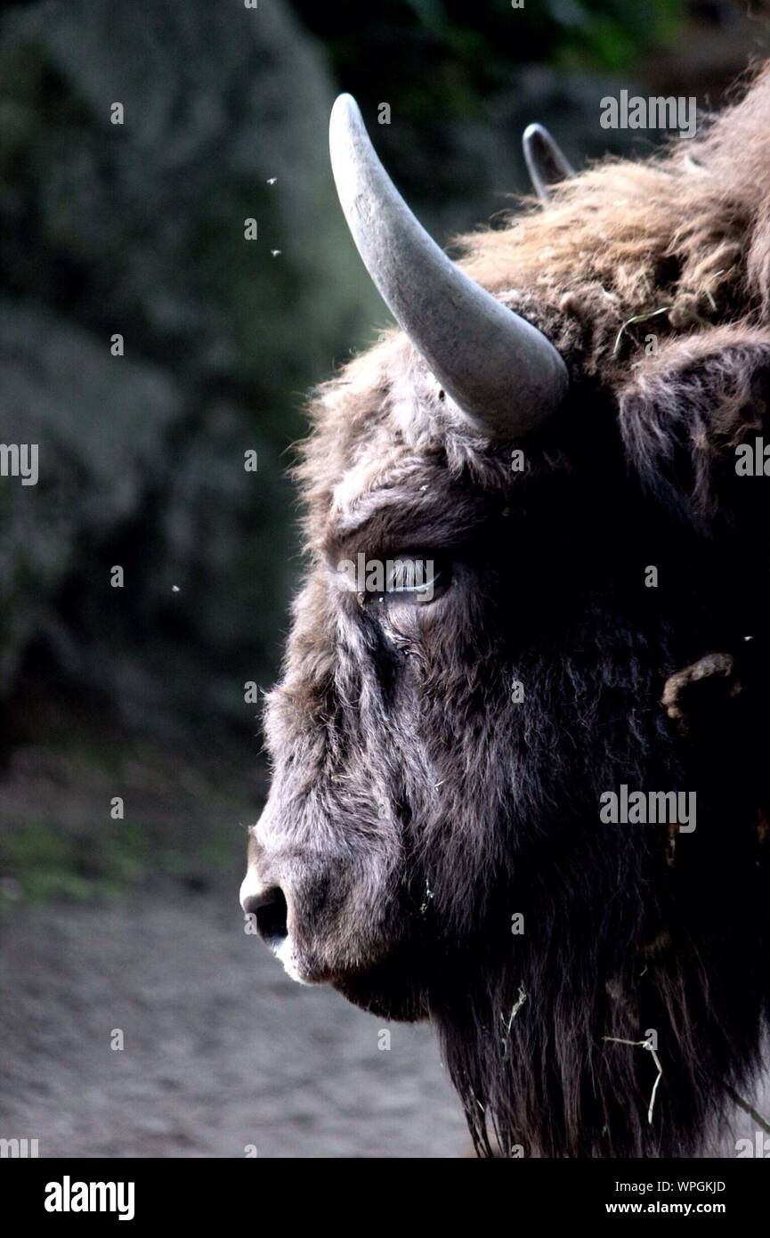 Hairy horned hi-res stock photography and images - Alamy