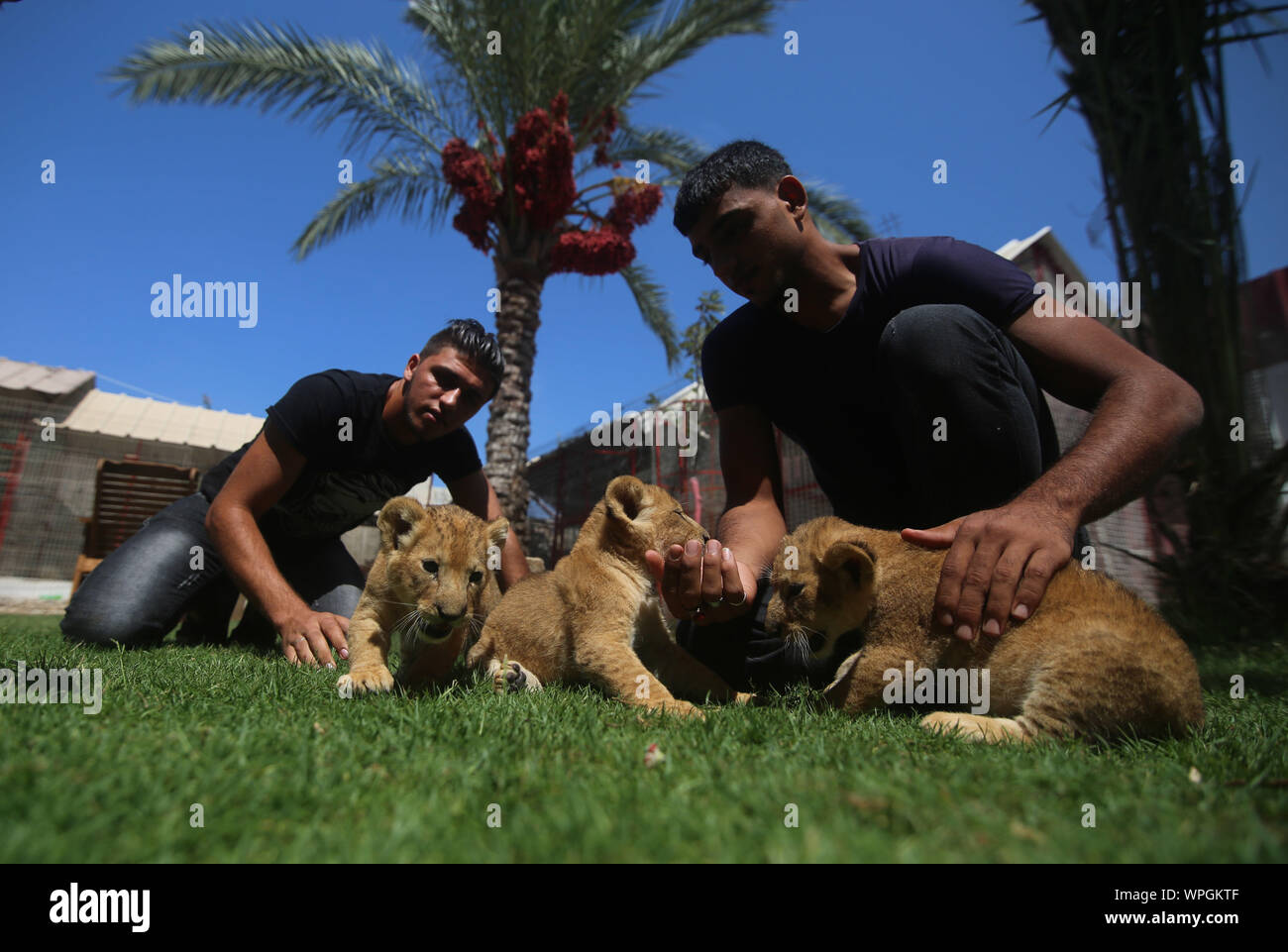 Gaza. 9th Sep, 2019. Zoo keepers display three newly-born lion cubs at ...