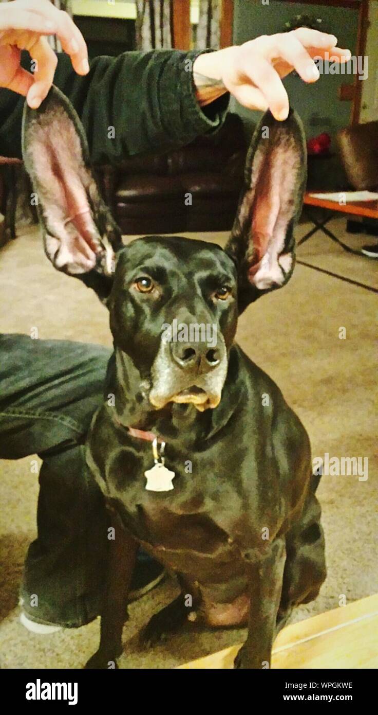 Animal holding ears hi-res stock photography and images - Alamy