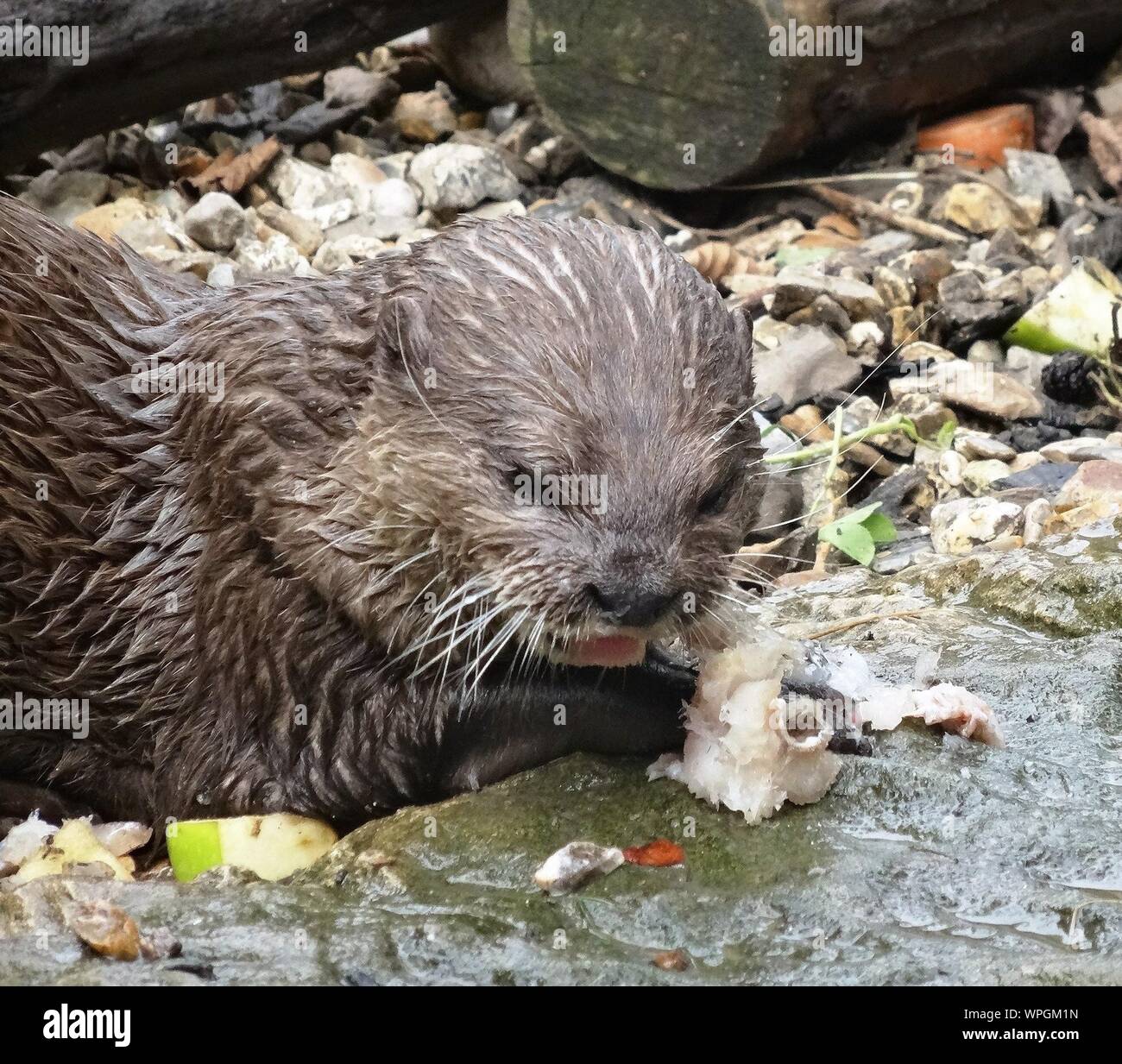 Sea Otter Eating High Resolution Stock Photography and Images - Alamy
