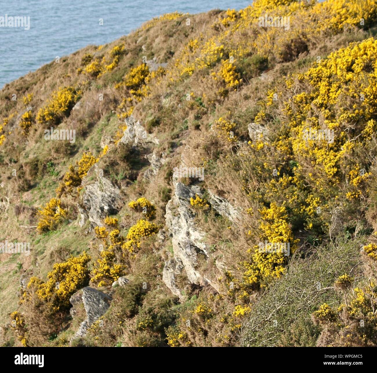 Gorse bushes hi-res stock photography and images - Alamy