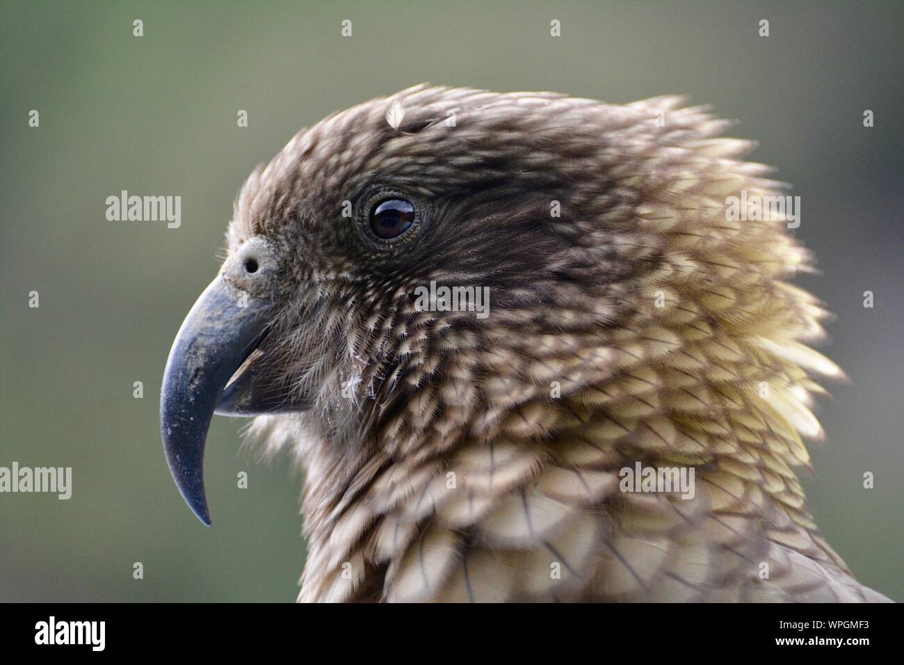 Kakapo Bird High Resolution Stock Photography and Images - Alamy