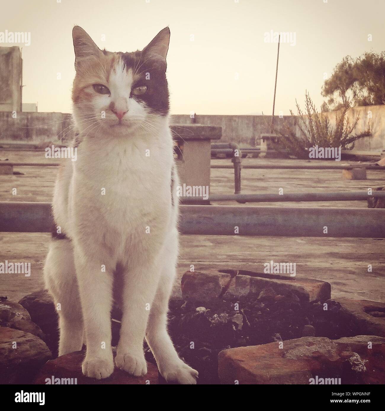 Cat Terrace High Resolution Stock Photography and Images - Alamy