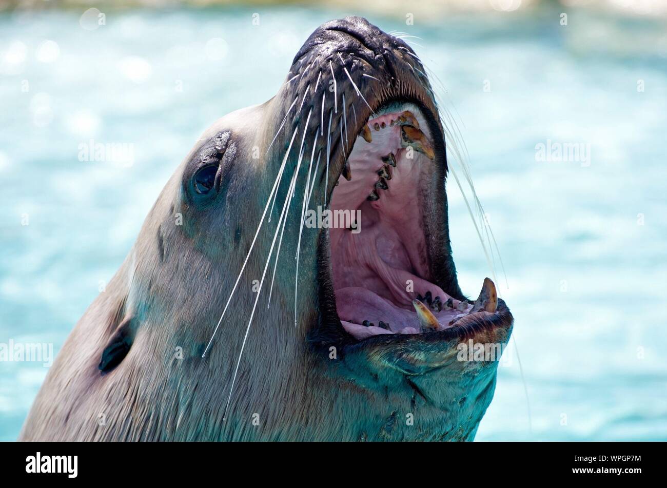 Seal open mouth hi-res stock photography and images - Alamy