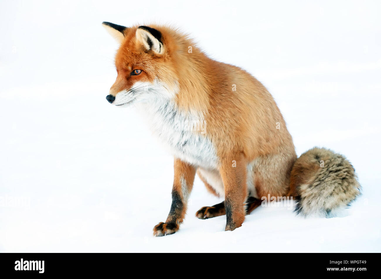 Red fox sitting hi-res stock photography and images - Alamy