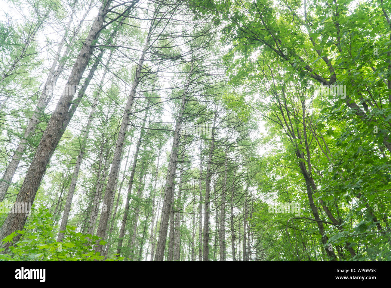 Crowns tall pine trees hi-res stock photography and images - Alamy