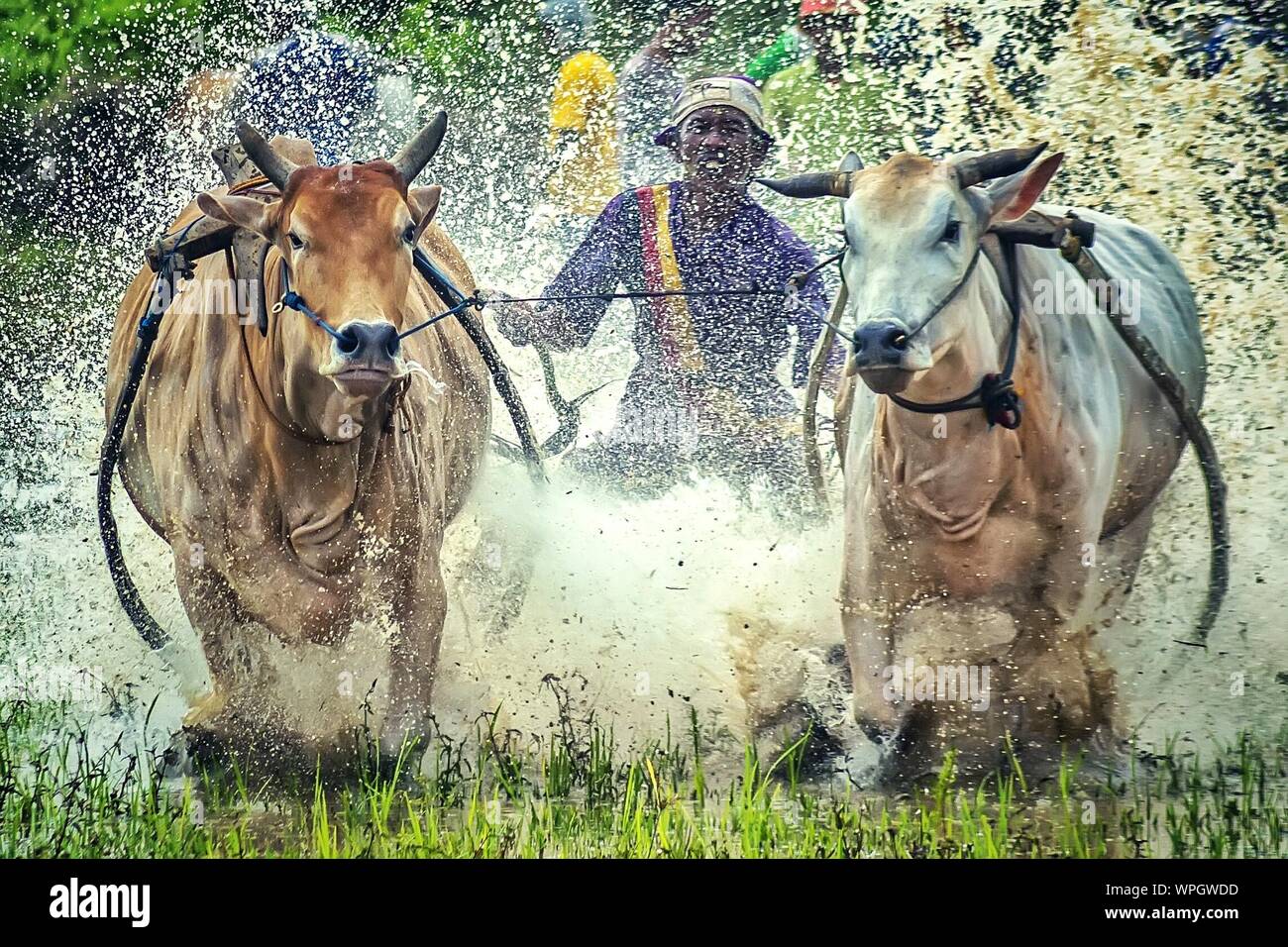 Man with two bulls hi-res stock photography and images - Alamy