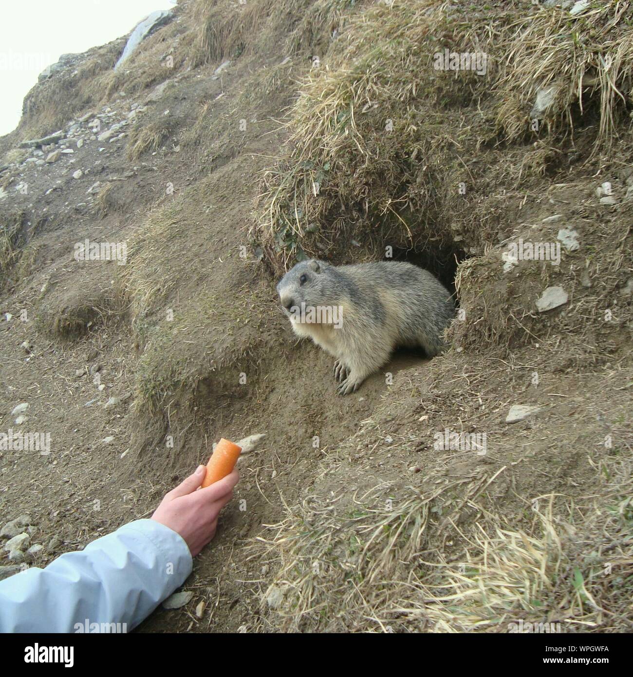 Beaver feeding hi-res stock photography and images - Alamy