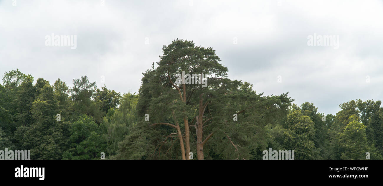 crown of a large tree on a forest background Stock Photo - Alamy